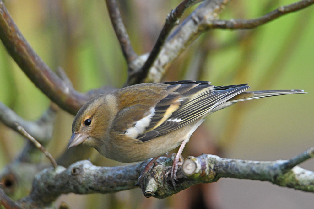 Femelle pinson photo et image | animaux, animaux sauvages, oiseaux ...