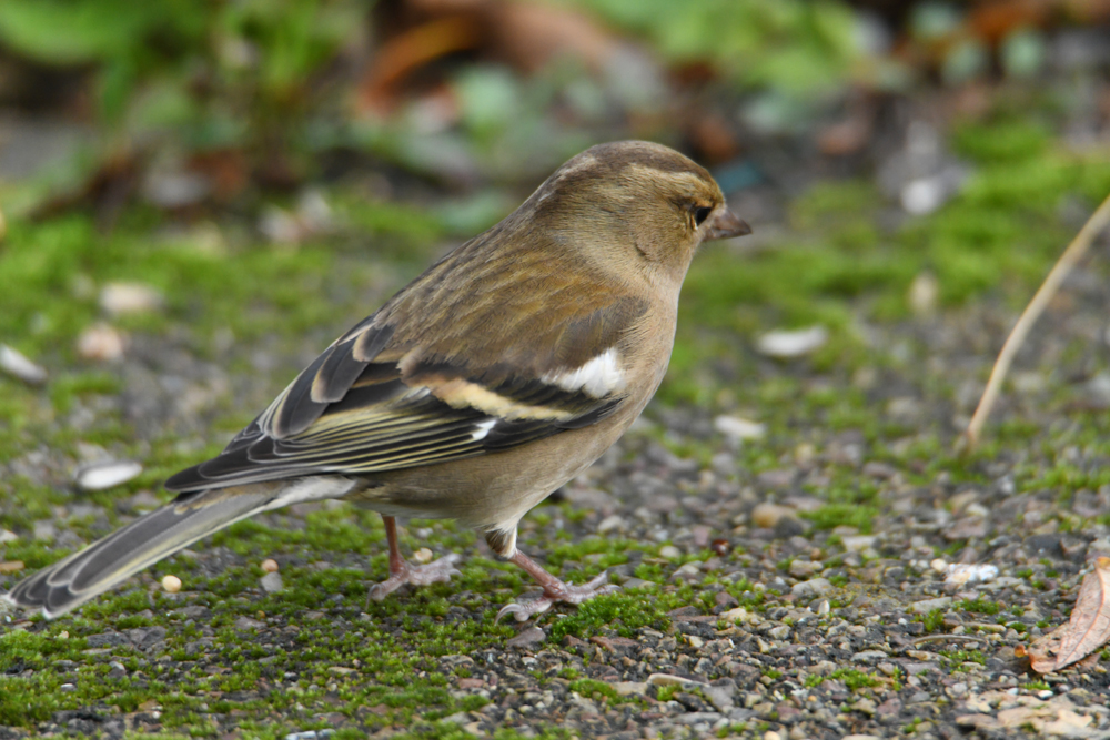 Femelle pinson photo et image | animaux, animaux sauvages, oiseaux ...