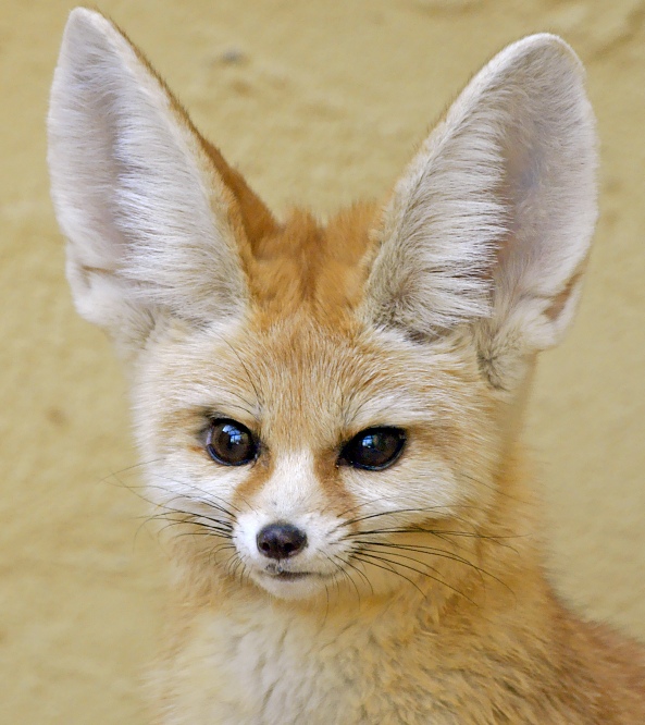 Fenek Foto & Bild | tiere, zoo, wildpark & falknerei, säugetiere Bilder ...