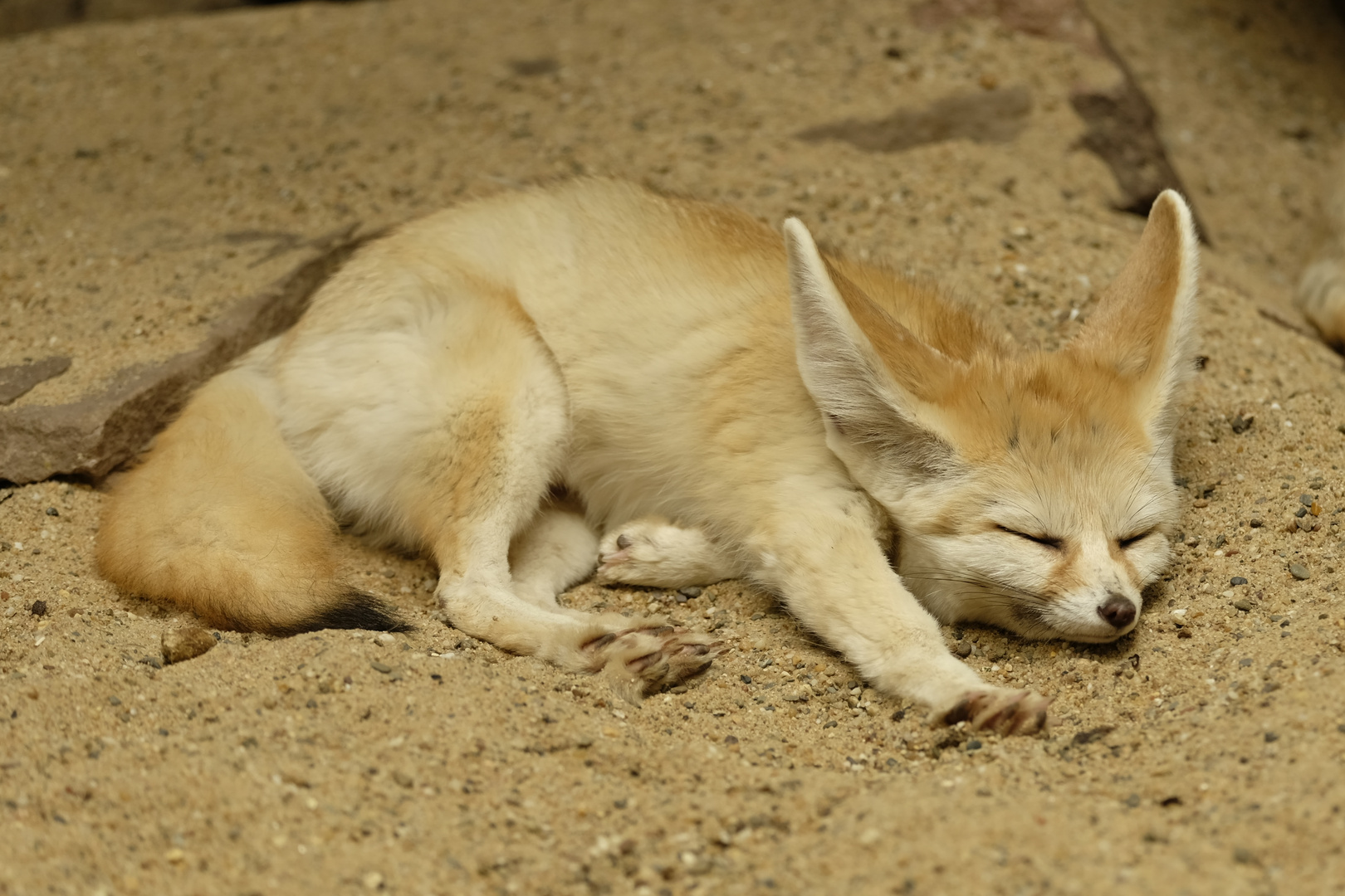 fenek2 Kopie Foto & Bild | tiere, zoo, wildpark & falknerei, natur ...