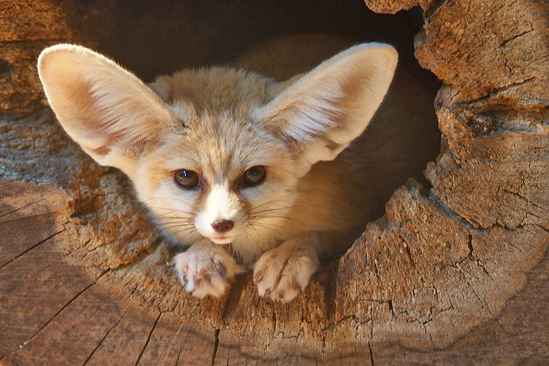 Fennek Foto & Bild | wilhelma & co Bilder auf fotocommunity