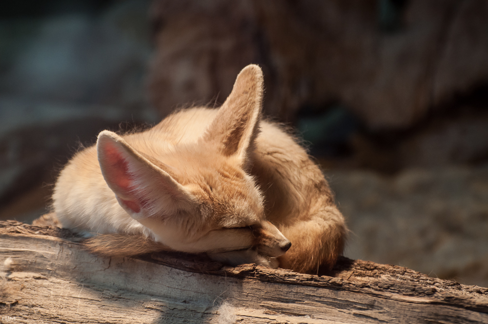 Fennek Foto & Bild | tiere, zoo, wildpark & falknerei, säugetiere ...