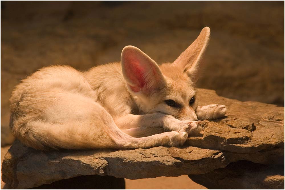 Fennek Foto & Bild | tiere, zoo, wildpark & falknerei, säugetiere ...