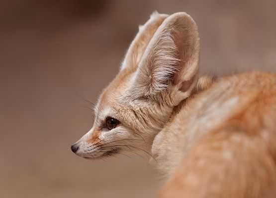 Wüstenfuchs Fotos & Bilder auf fotocommunity
