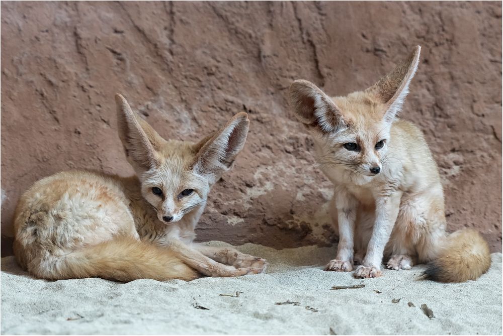 Fennek Foto & Bild | natur, porträt, zoo Bilder auf fotocommunity