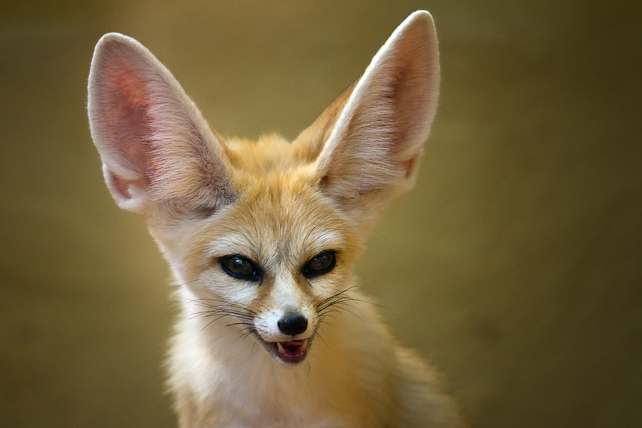 Fennek Foto & Bild | natur, zoo, tiere Bilder auf fotocommunity