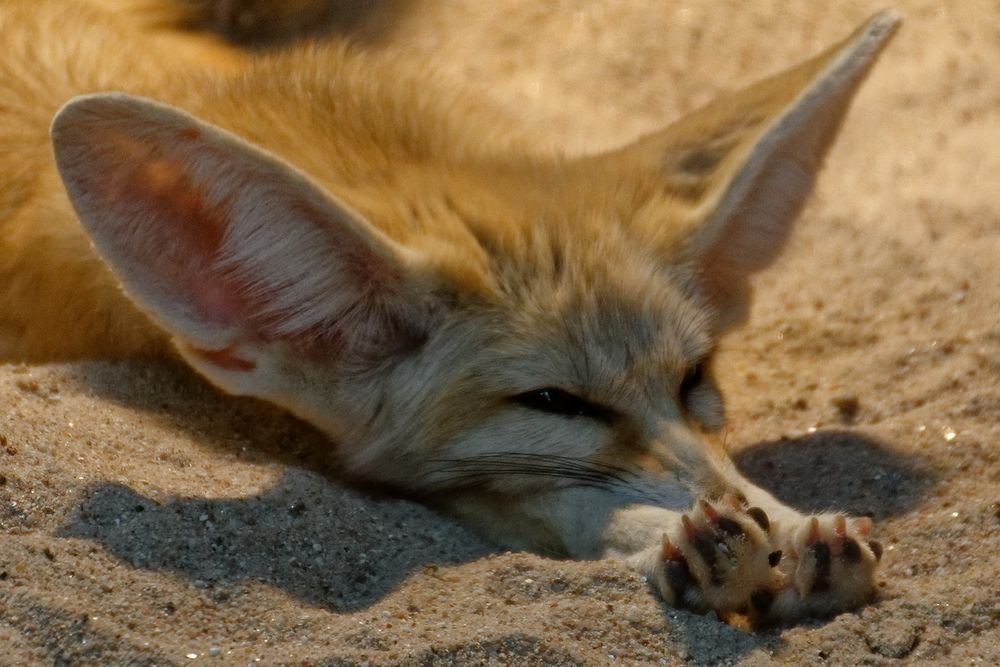 Fennek Foto & Bild | tiere, zoo, wildpark & falknerei, säugetiere ...