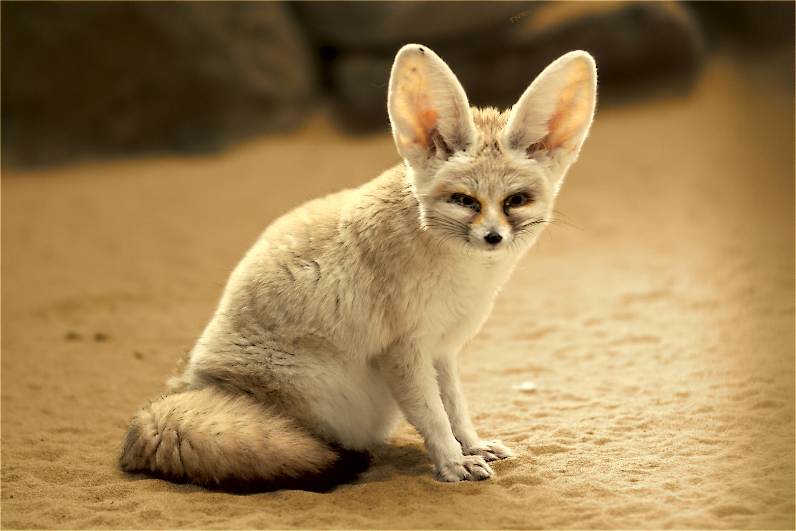 Fennek Foto & Bild | tiere, zoo, wildpark & falknerei, säugetiere ...