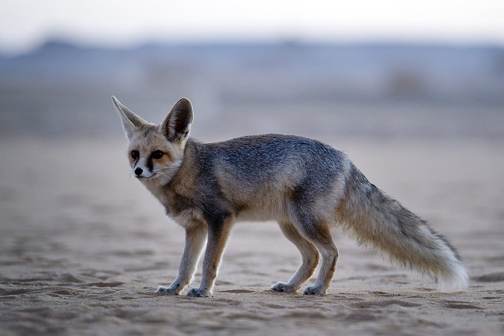 Fennek - auf Besuch in unserem Lager Foto & Bild | tiere, wildlife ...