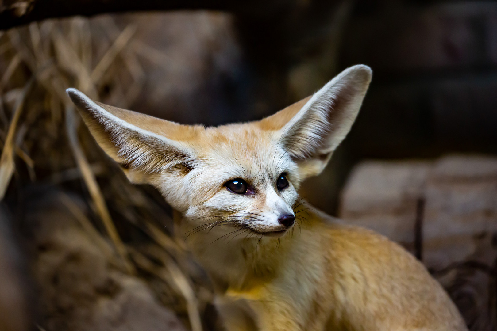 Fennek Foto & Bild | tiere, zoo, wildpark & falknerei, säugetiere ...