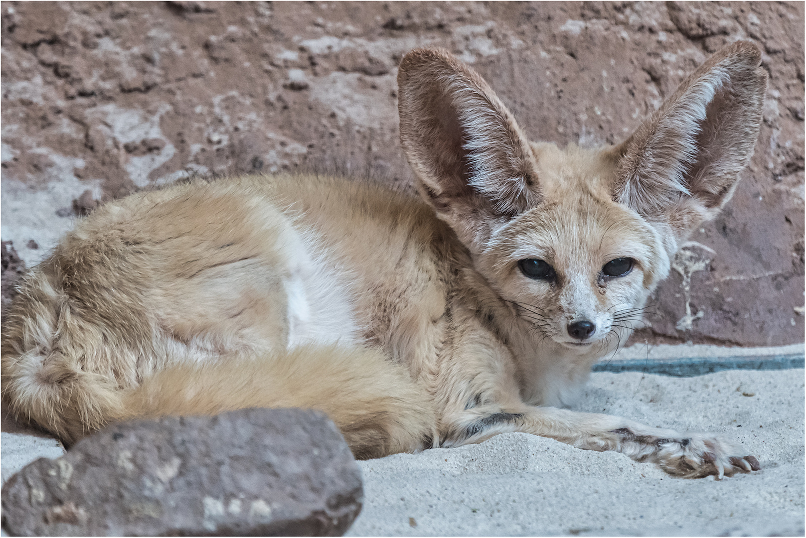 Fennek Foto & Bild | natur, portrait, porträt Bilder auf fotocommunity