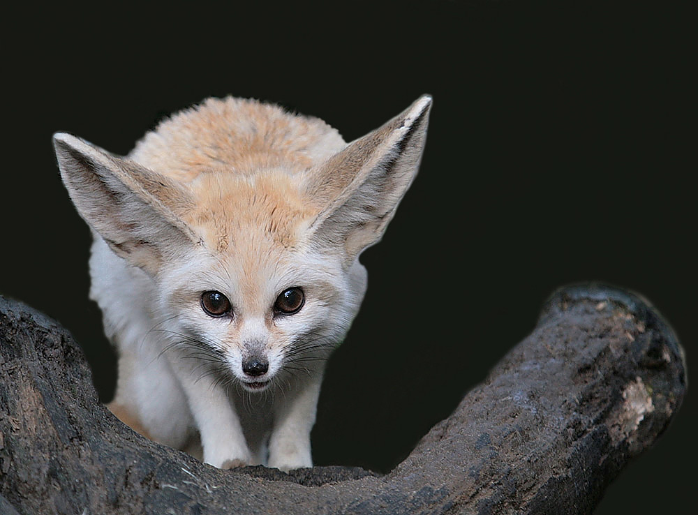 Fennek Fuchs Zeichnung