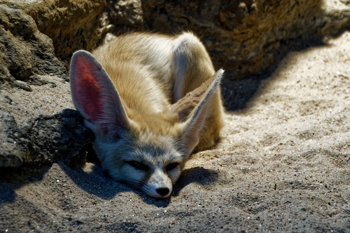 Fennek ( Wüstenfuchs) Foto & Bild | tiere, zoo, wildpark & falknerei ...