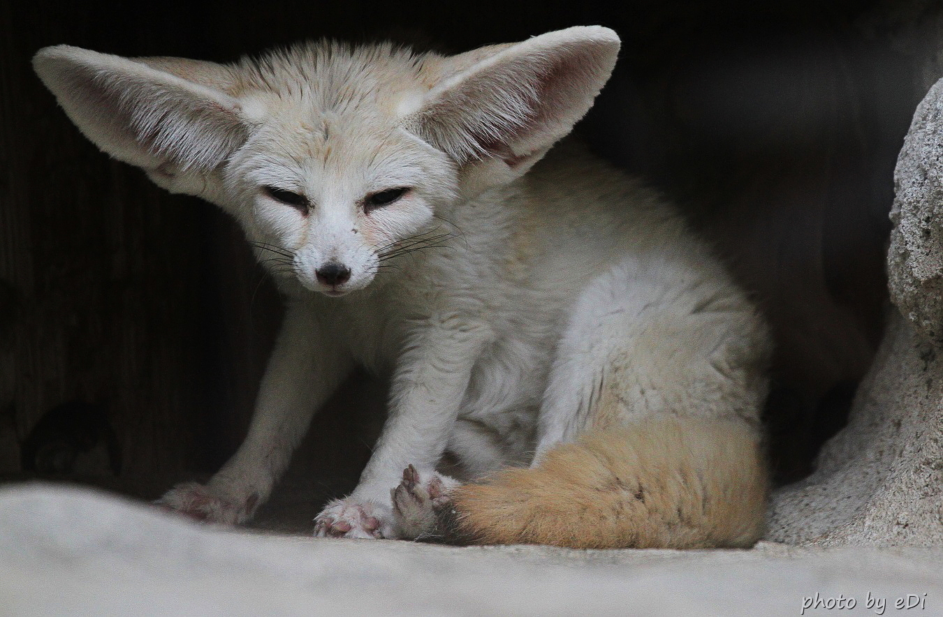 Fennek ( Wüstenfuchs ) Foto & Bild | natur Bilder auf fotocommunity