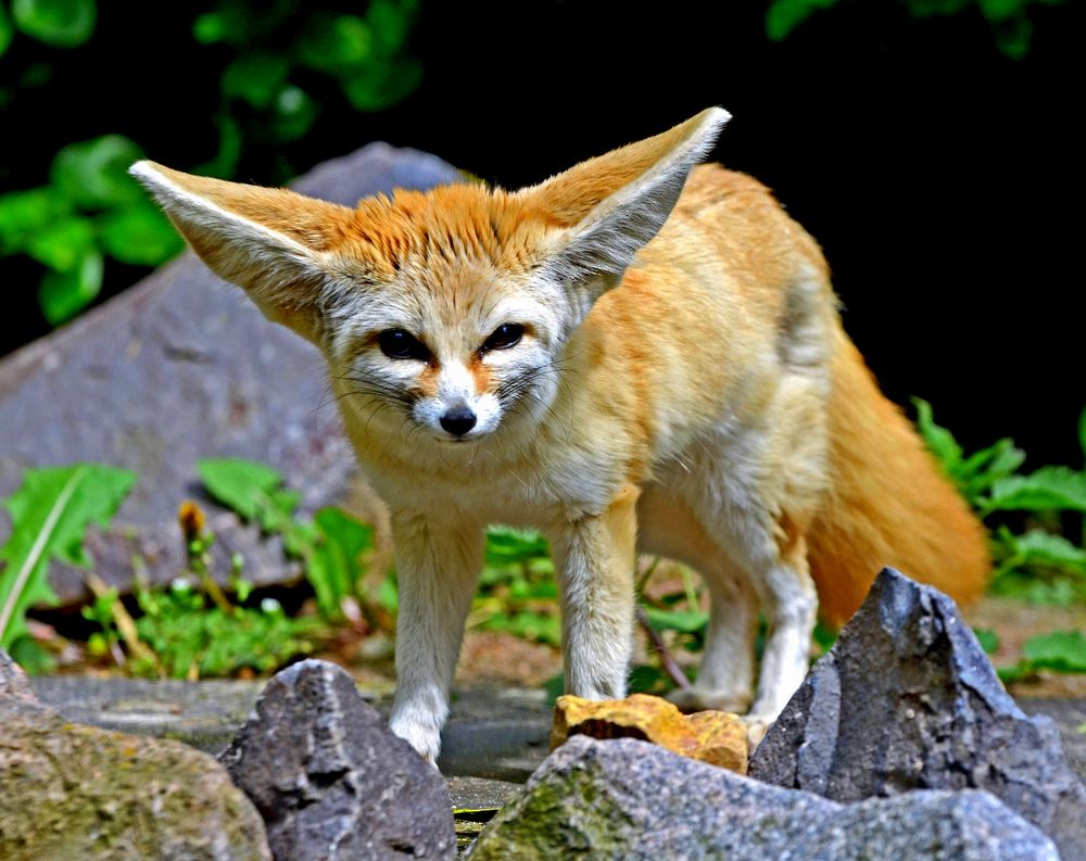 " Fennek-Wüstenfuchs " Foto & Bild | tiere, zoo, wildpark & falknerei ...