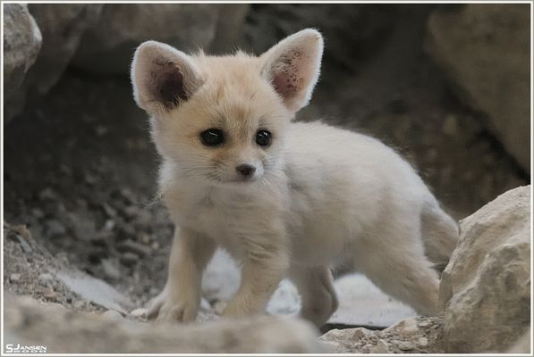 Fennek Fotos & Bilder auf fotocommunity