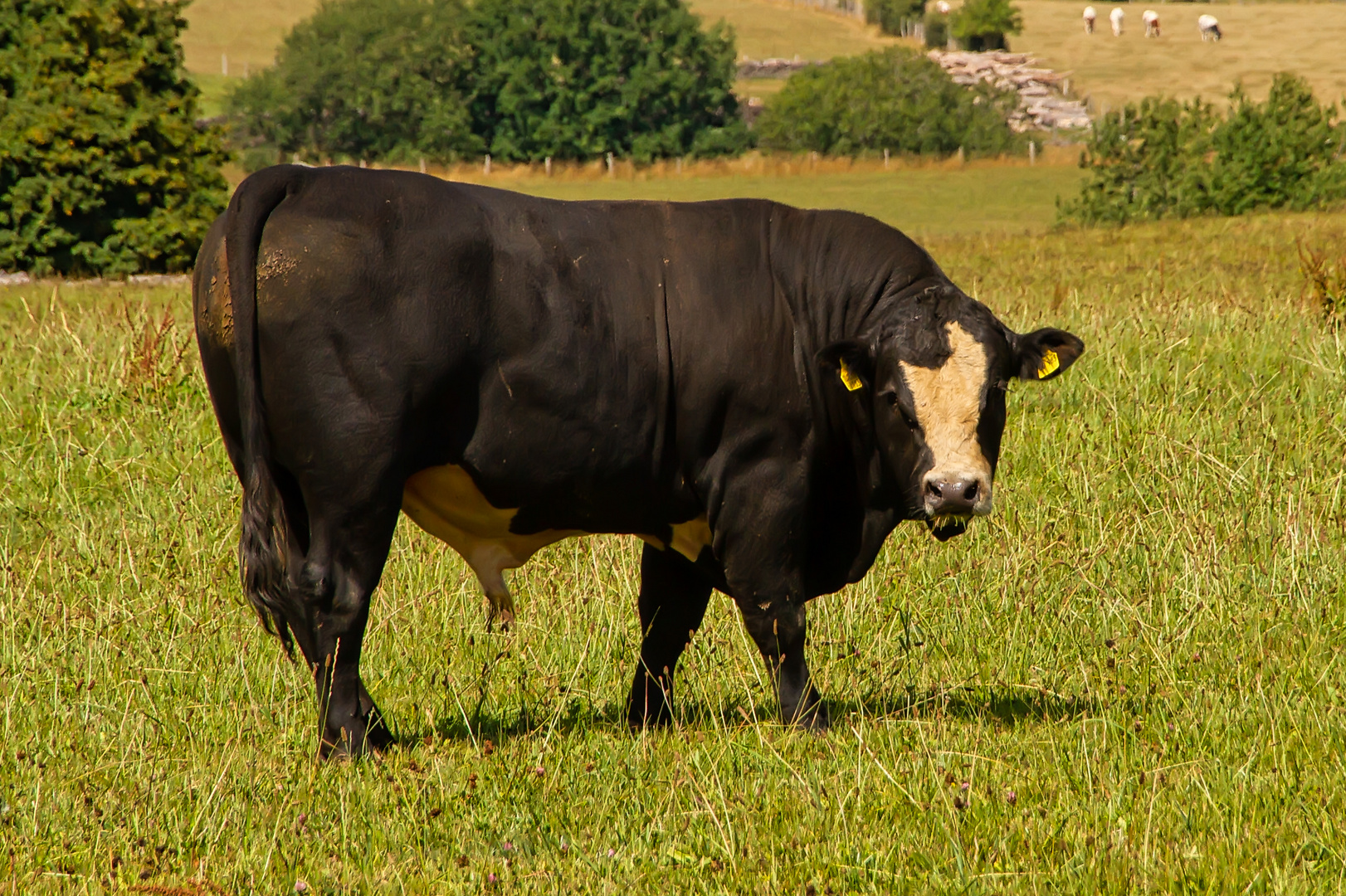 Ferdinand, der Bulle Foto & Bild | natur, tiere, wildlife Bilder auf fotocommunity