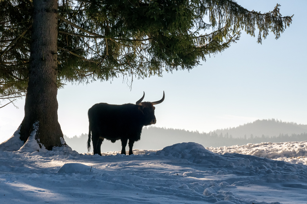 Ferdinand der Stier Foto & Bild | winter, natur, zoo Bilder auf ...