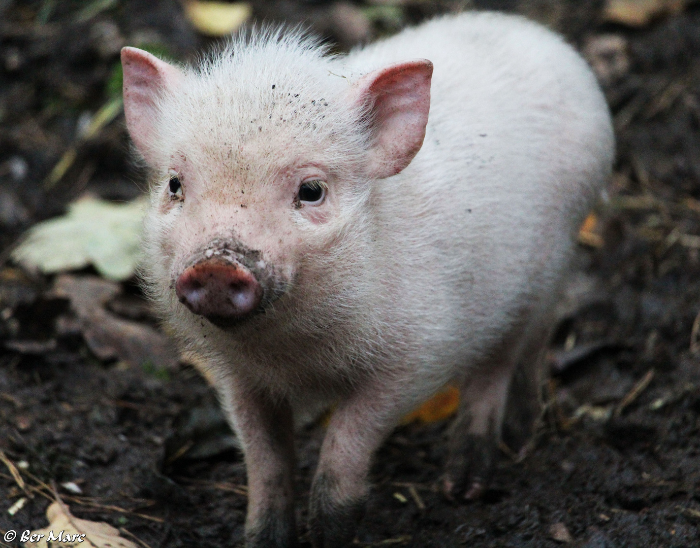 Ferkel Foto & Bild | tier-bilder, paarhufer, ferkel Bilder auf ...