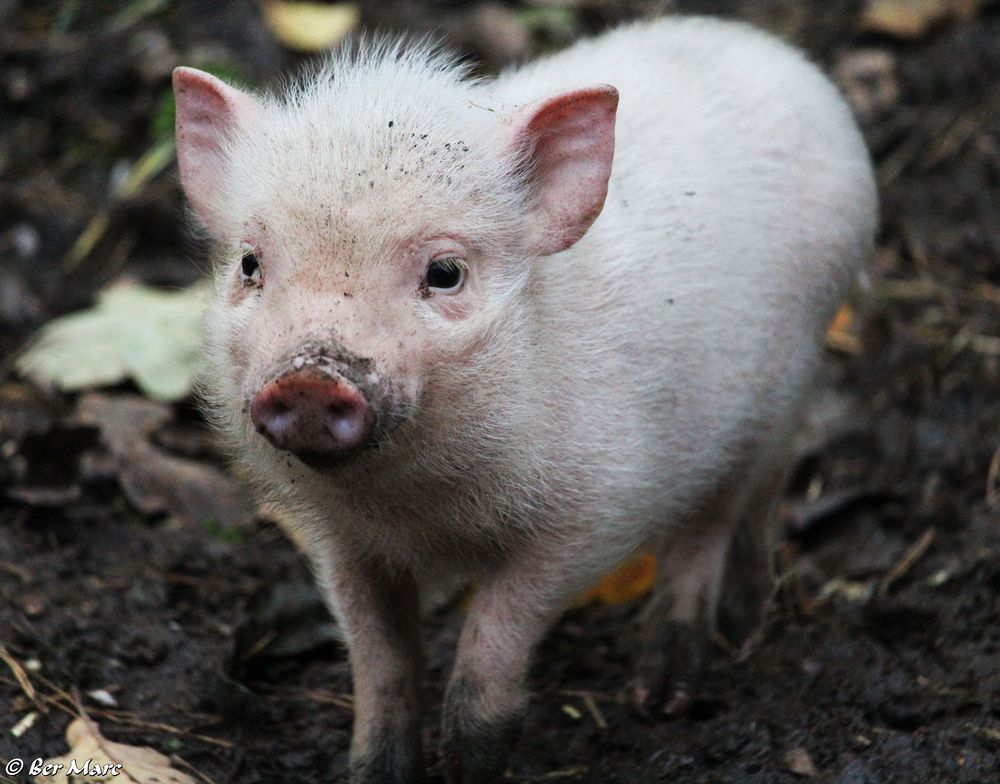 Ferkel Foto & Bild | tier-bilder, paarhufer, ferkel Bilder auf ...