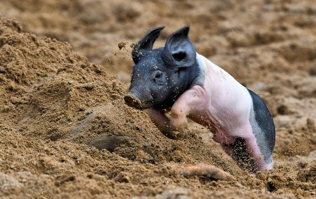 Ferkel Fotos & Bilder auf fotocommunity