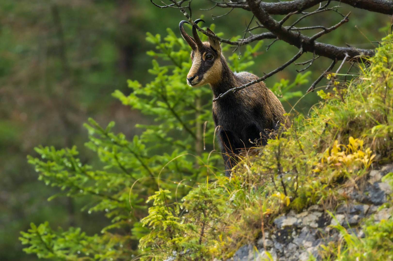 Fernpass-Gams Foto & Bild | tiere, wildlife, säugetiere Bilder auf ...