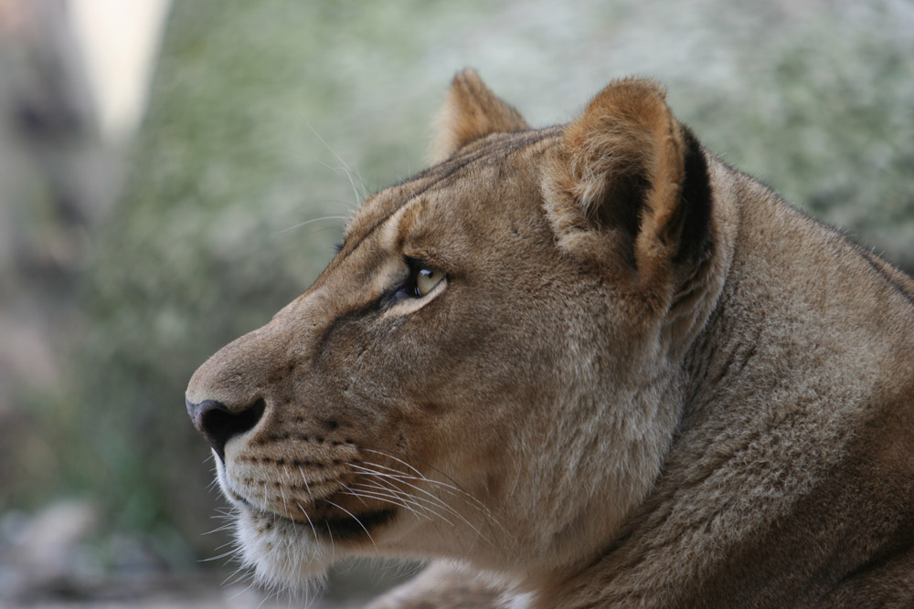 Fernweh Foto & Bild | tiere, zoo, wildpark & falknerei, säugetiere ...