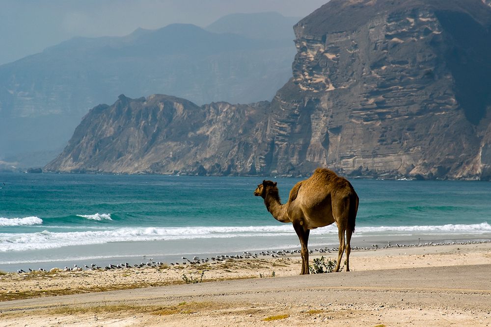Fernweh Foto & Bild | strand, fernweh, oman Bilder auf fotocommunity
