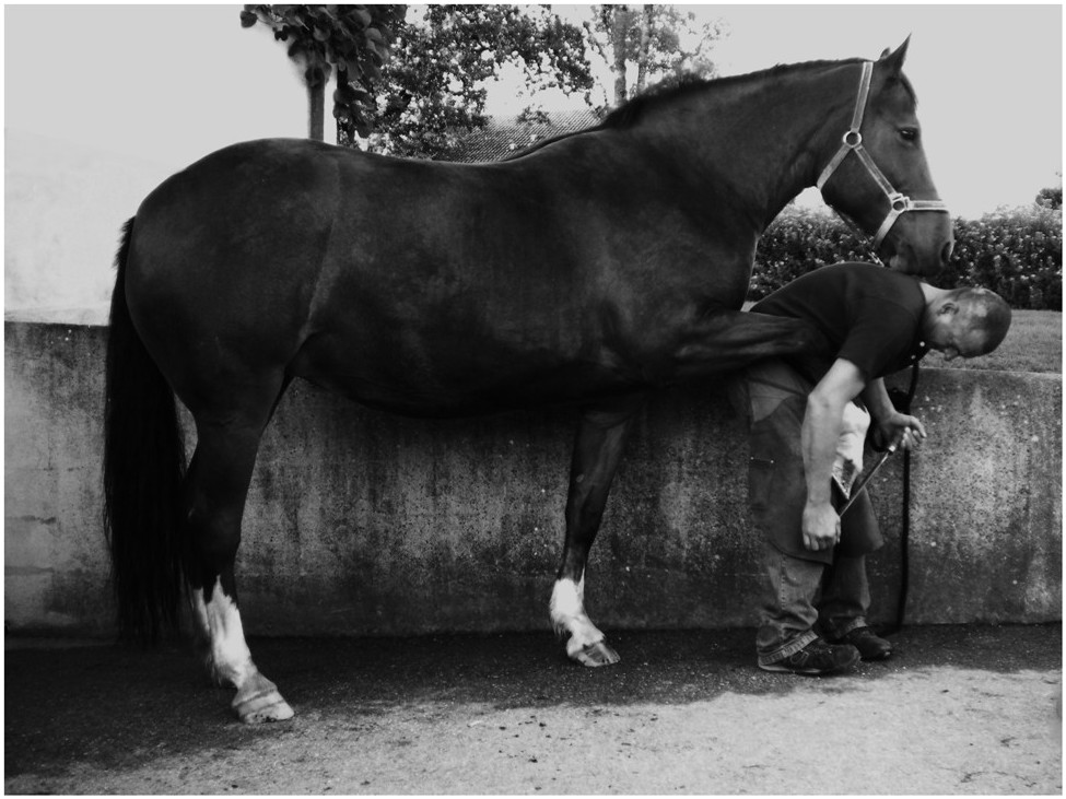 FERRAGE !!! photo et image | animaux, animaux domestiques, les chevaux ...