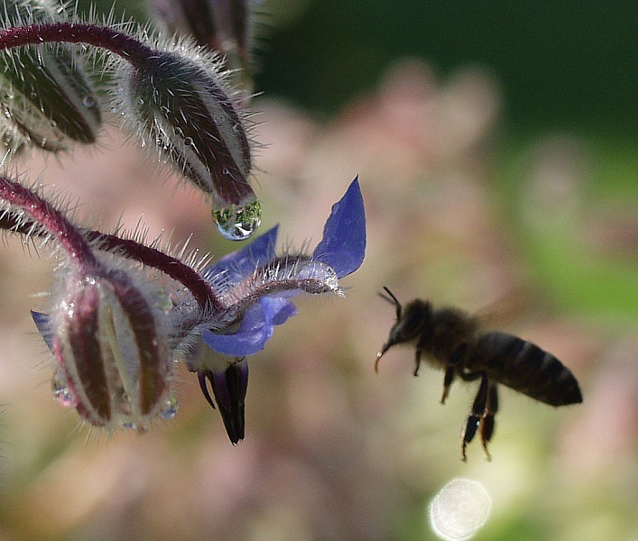 Fertigmachen zum "Tankstopp" Foto & Bild | nah- & makro, techniken, aufnahme-techniken Bilder ...