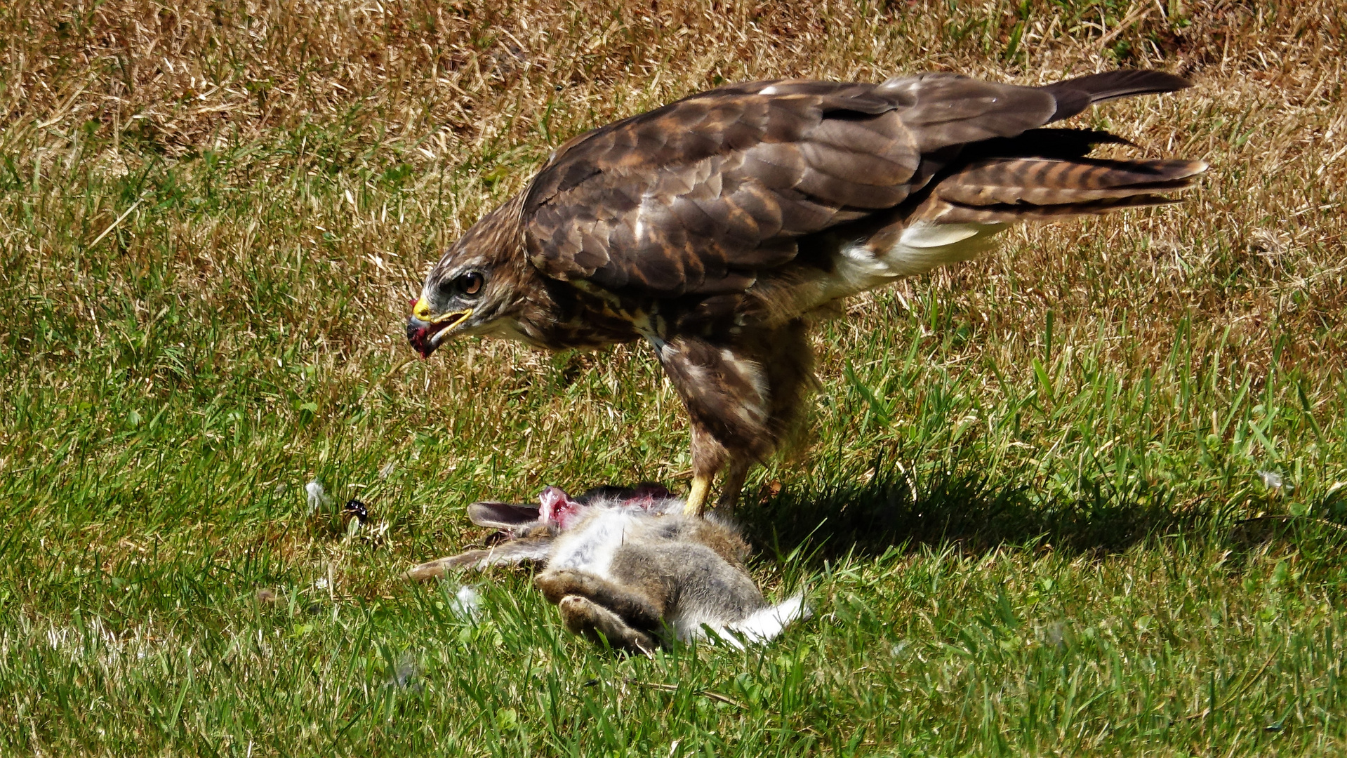 Fette Beute Foto & Bild | natur, tiere, wildlife Bilder auf fotocommunity