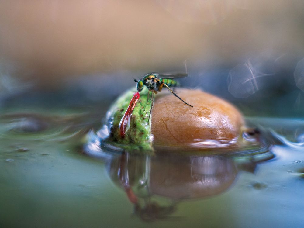 Fette Beute Foto & Bild | spezial, makro, natur Bilder auf fotocommunity