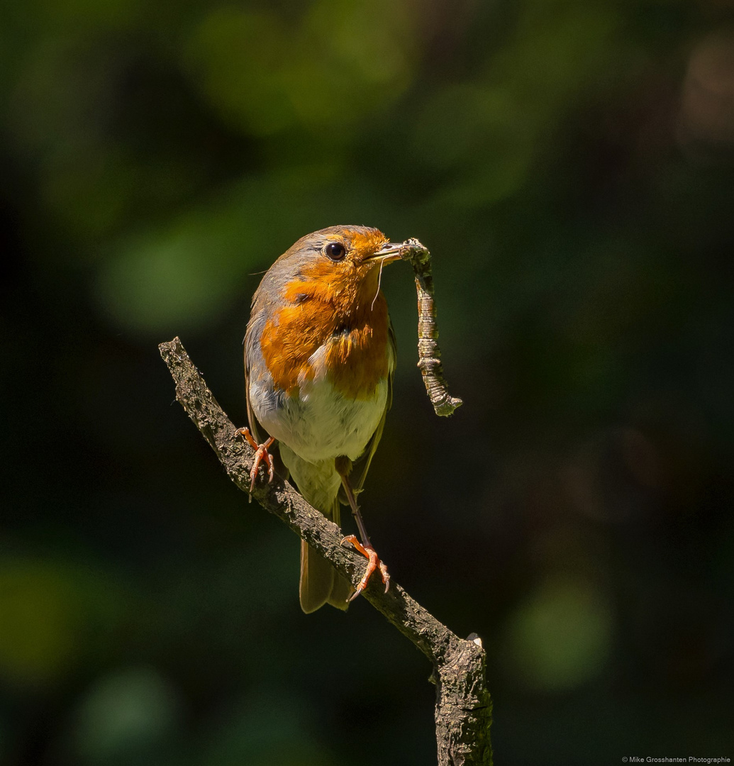 Fette Beute Foto & Bild | tiere, wildlife, wild lebende vögel Bilder ...