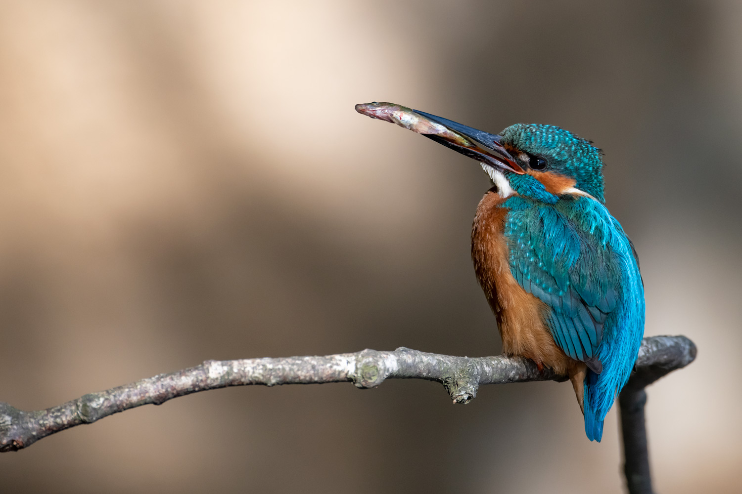 fette Beute Foto & Bild | tiere, wildlife, wild lebende vögel Bilder ...