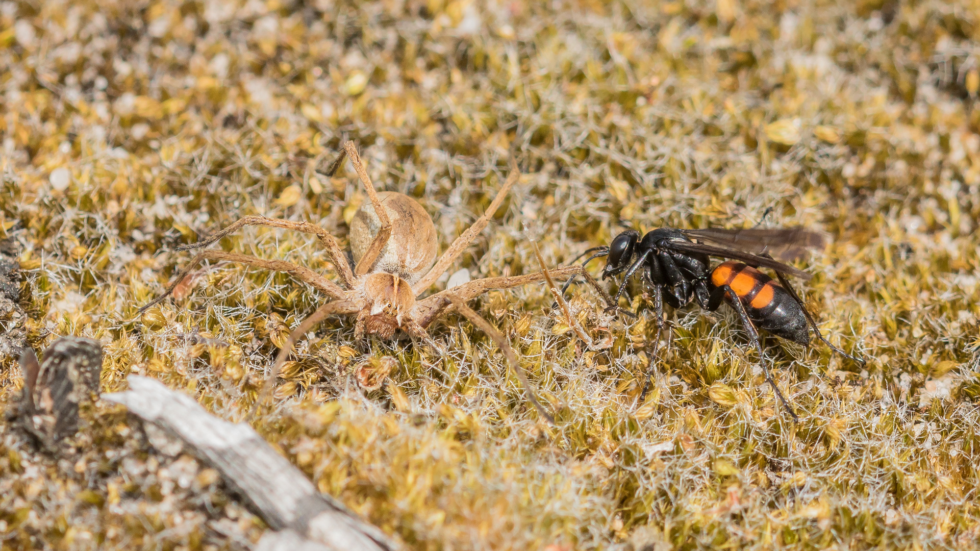 fette Beute Foto & Bild | tiere, wildlife, insekten Bilder auf ...