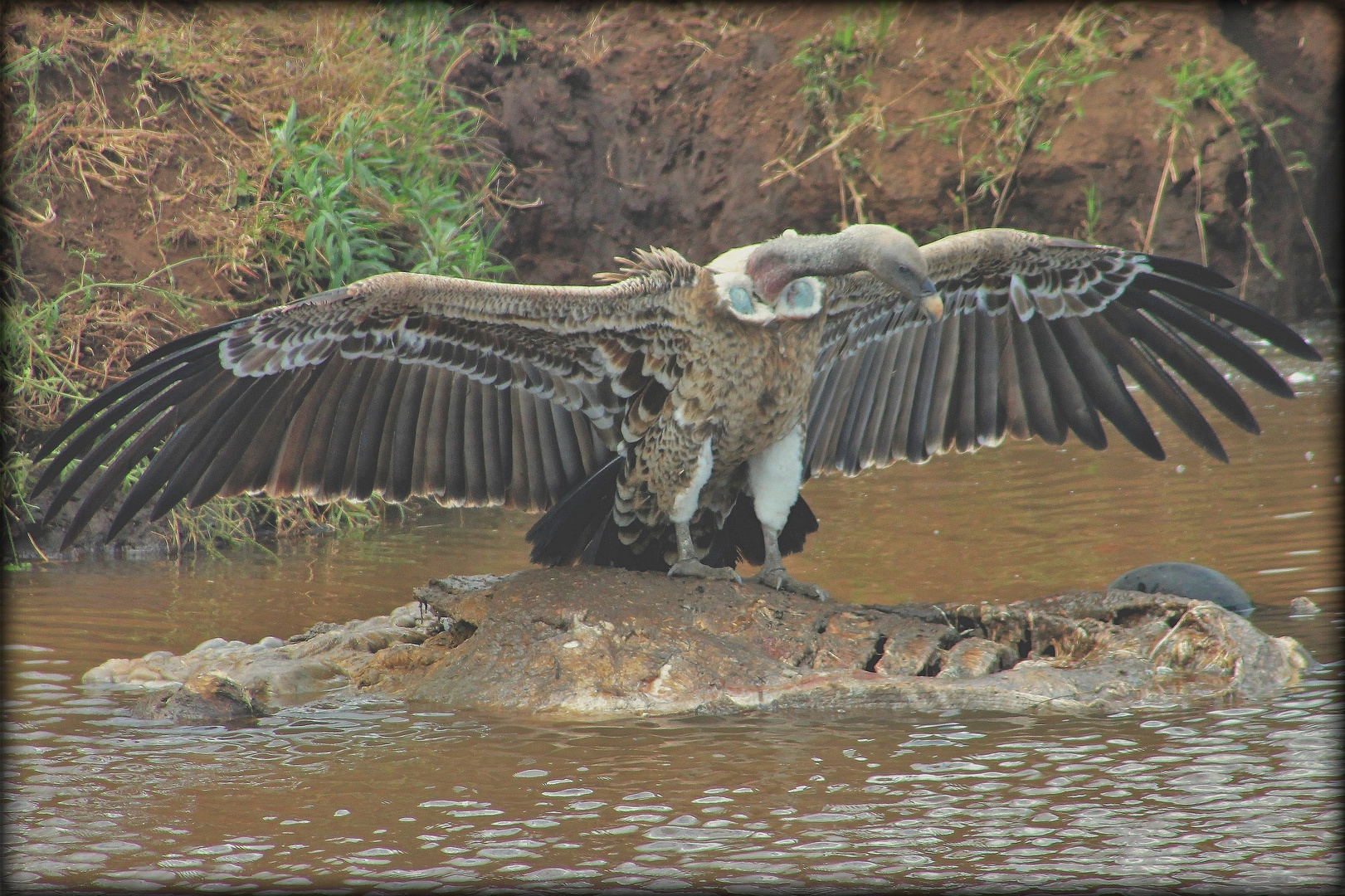 fette Beute Foto & Bild | world, natur, tiere Bilder auf fotocommunity