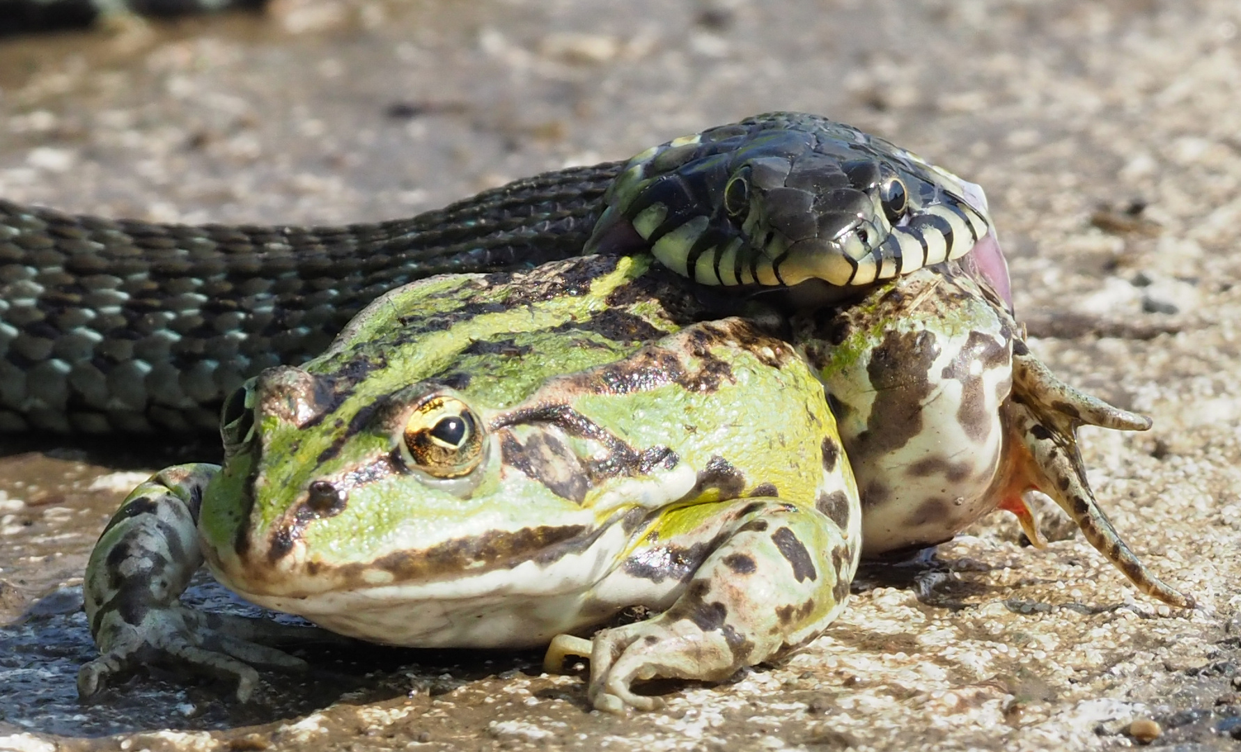 Fette Beute Foto & Bild | world, natur, tiere Bilder auf fotocommunity