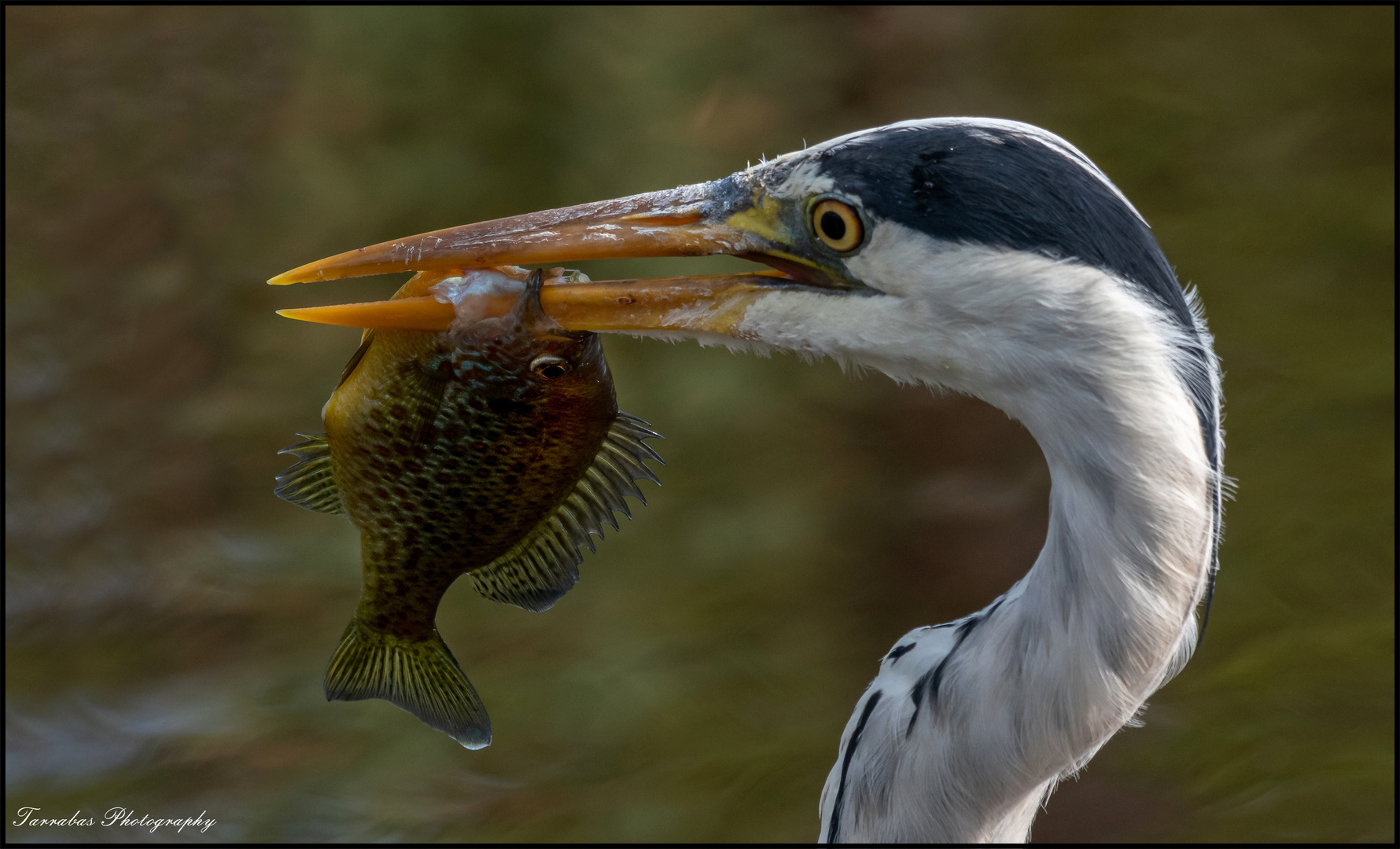 Fette Beute Foto & Bild | tiere, wildlife, natur Bilder auf fotocommunity