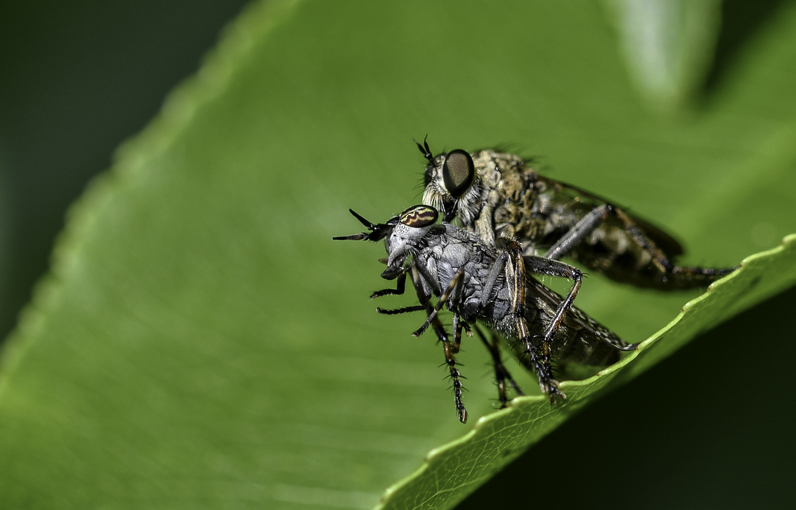 Fette Beute gemacht Foto & Bild | tiere, wildlife, insekten Bilder auf ...