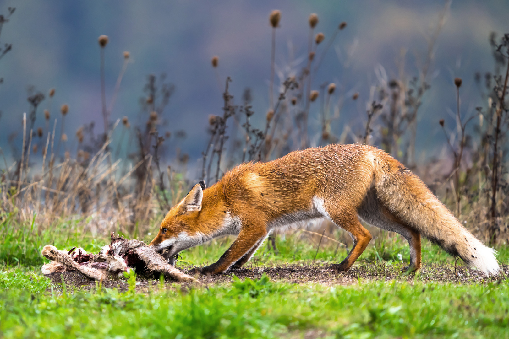 Fette Beute II Foto & Bild | tiere, wildlife, säugetiere Bilder auf ...