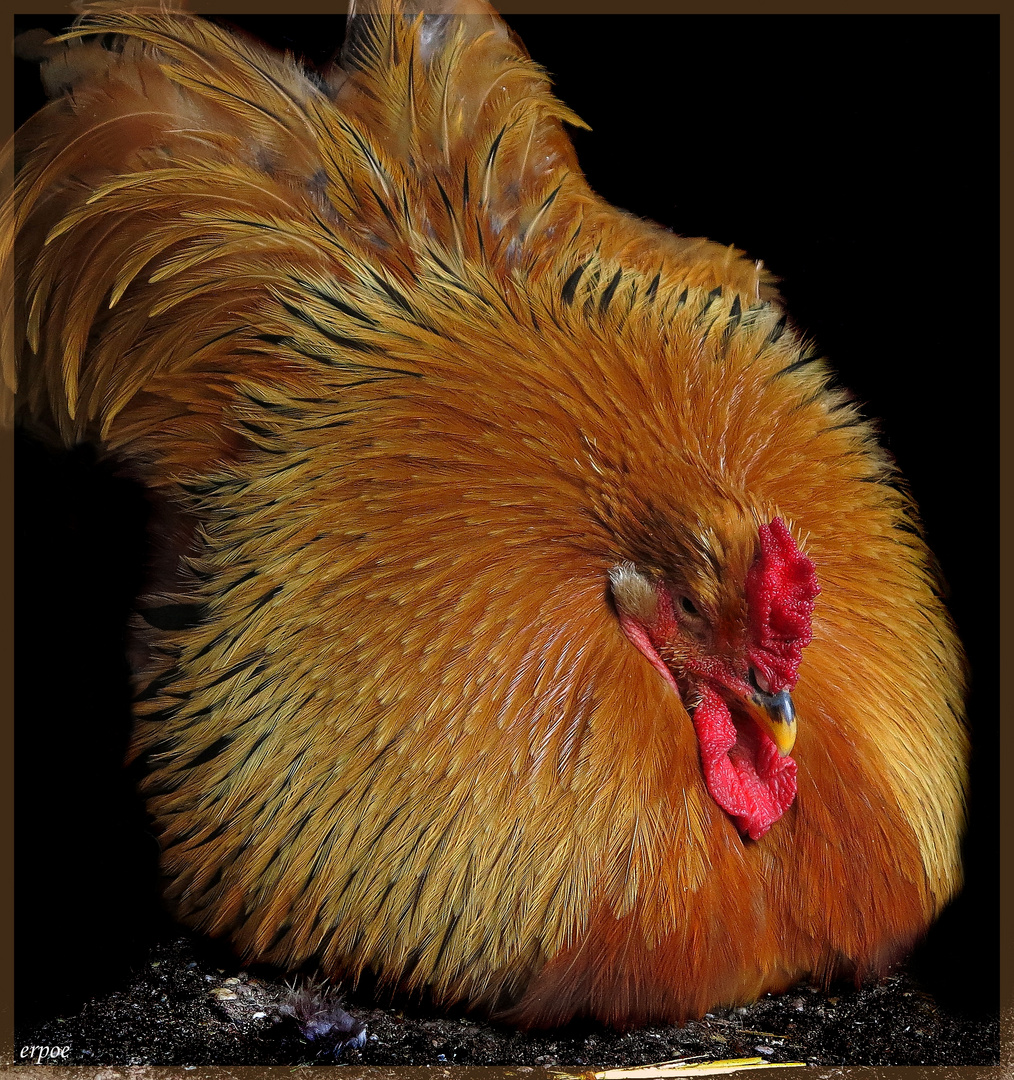 Fetter Hahn Foto & Bild | tiere, haustiere, nutztiere Bilder auf ...