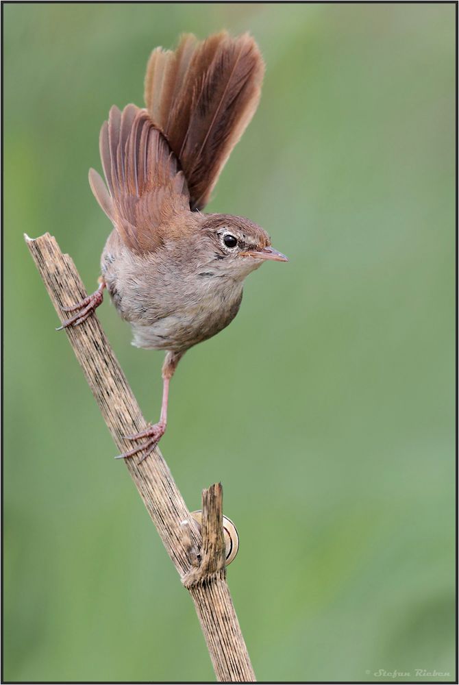 feucht, warm und sumpfig.... Foto & Bild | tiere, wildlife, wild ...
