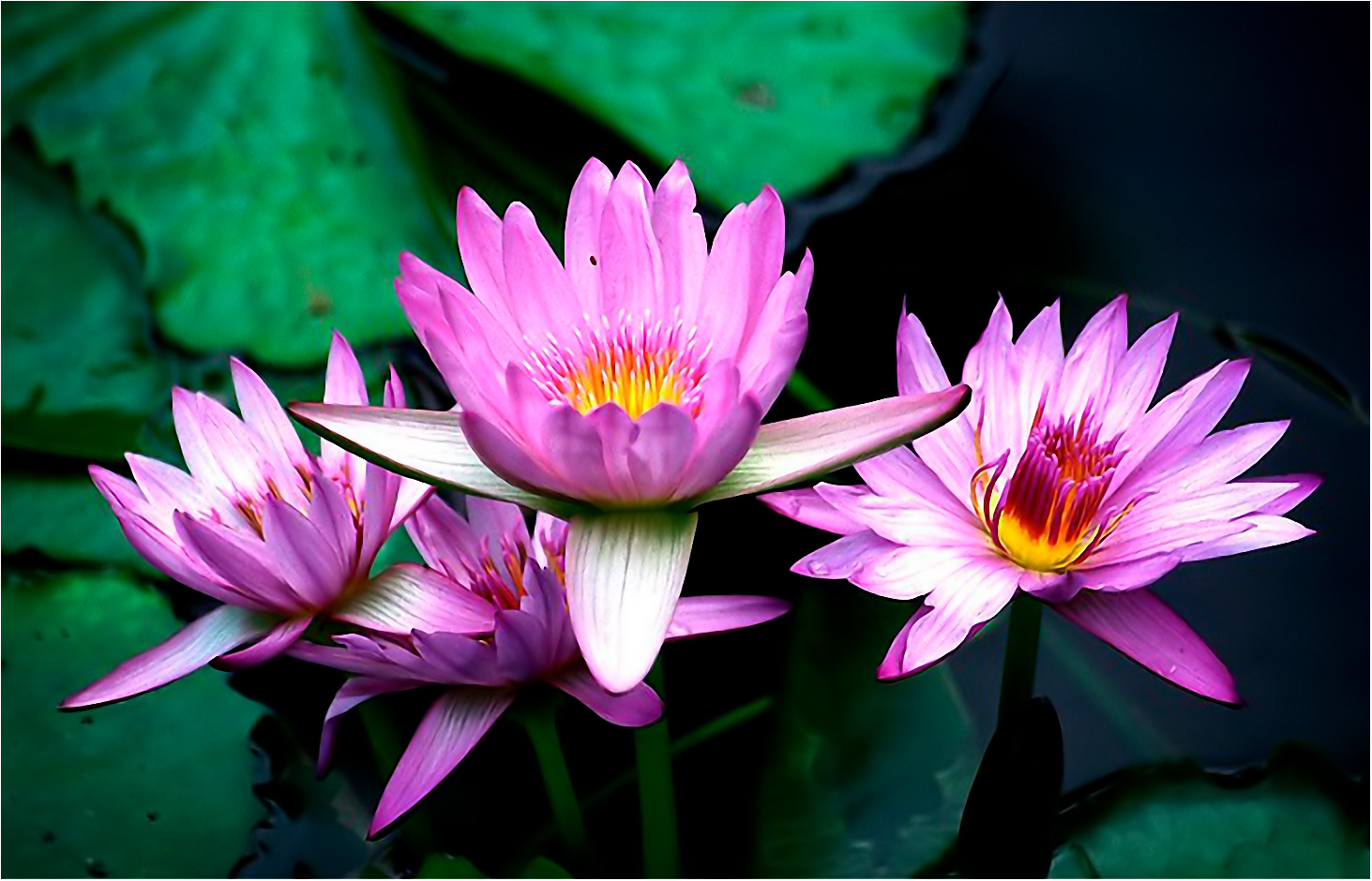 Feuer der Tropen Foto & Bild | spezial, natur, pflanzen Bilder auf ...