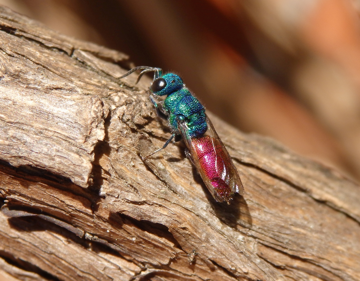 Feuer-Goldwespe (Chrysis terminata) auf Sommerflieder Foto & Bild ...