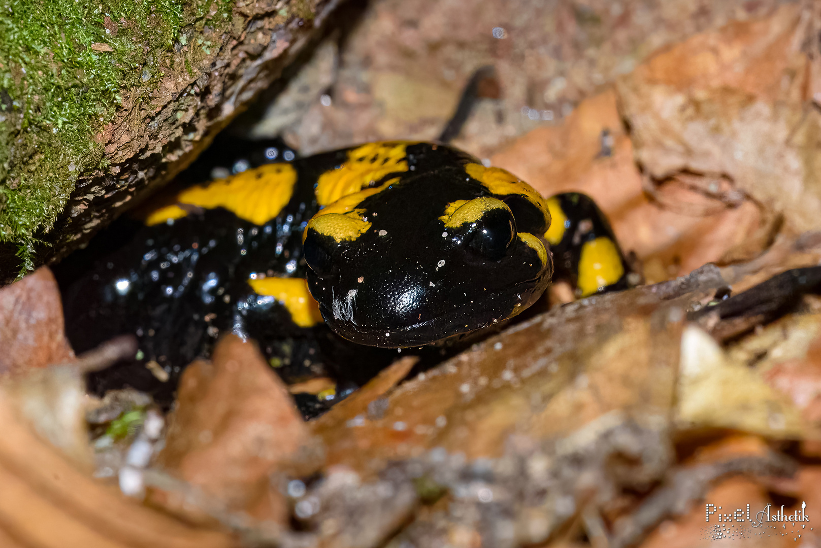 Feuer-Lurchi guckt :) Foto & Bild | tiere, wildlife, amphibien ...