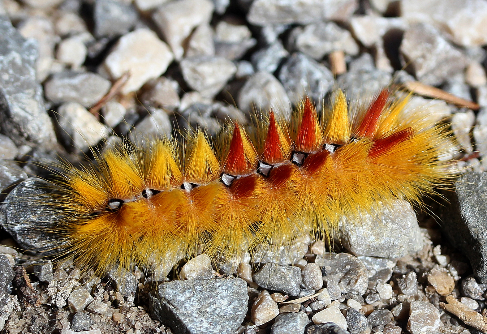 Feuer Raupe Foto & Bild | tiere, wildlife, insekten Bilder auf ...