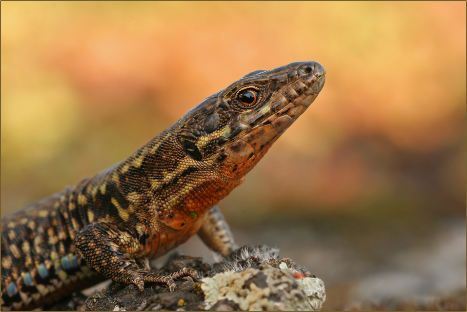 Feuerechse.... Foto & Bild | tiere, wildlife, amphibien & reptilien ...