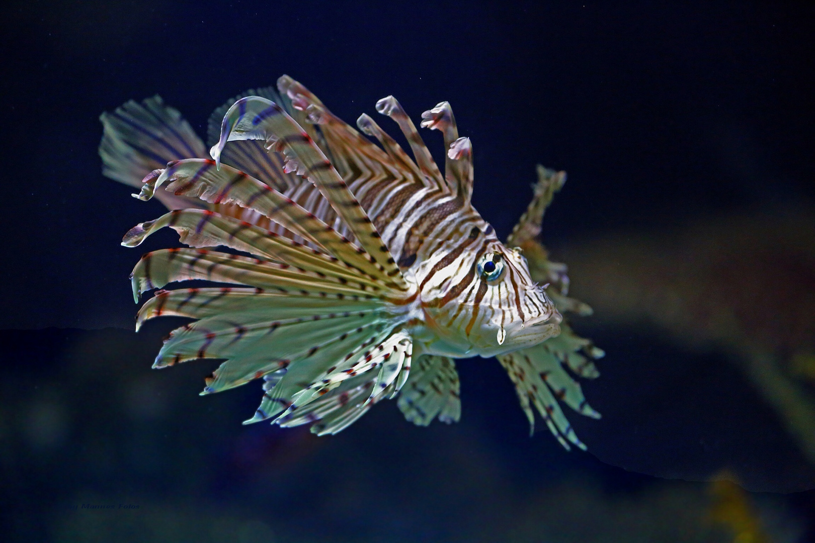 Feuerfisch Foto & Bild | tiere, zoo, wildpark & falknerei, zoo ...