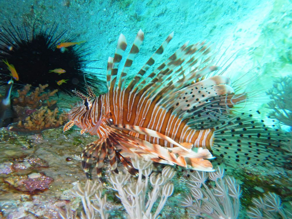 Feuerfisch Foto & Bild | tiere, wildlife, fische Bilder auf fotocommunity