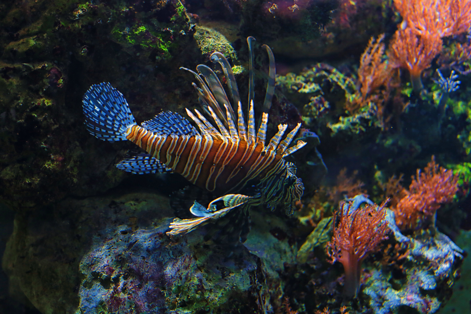 Feuerfisch Foto & Bild | tiere, zoo, wildpark & falknerei, zoo: fische ...